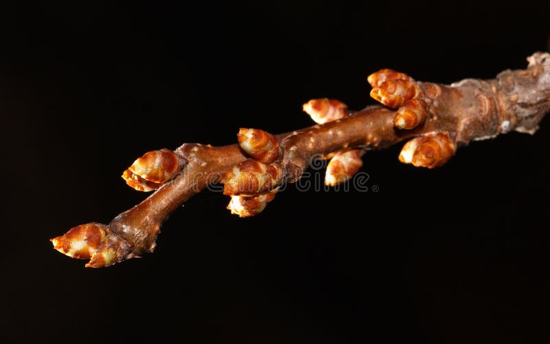 A Branch with Many Buds on it Stock Photo - Image of life, floral ...