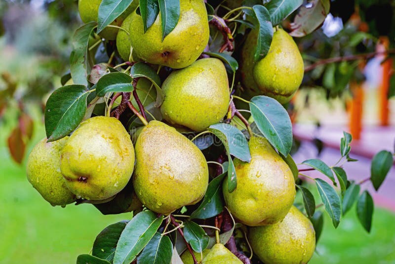 Branch with Many Ripe Pears Stock Photo - Image of juicy, harvest ...