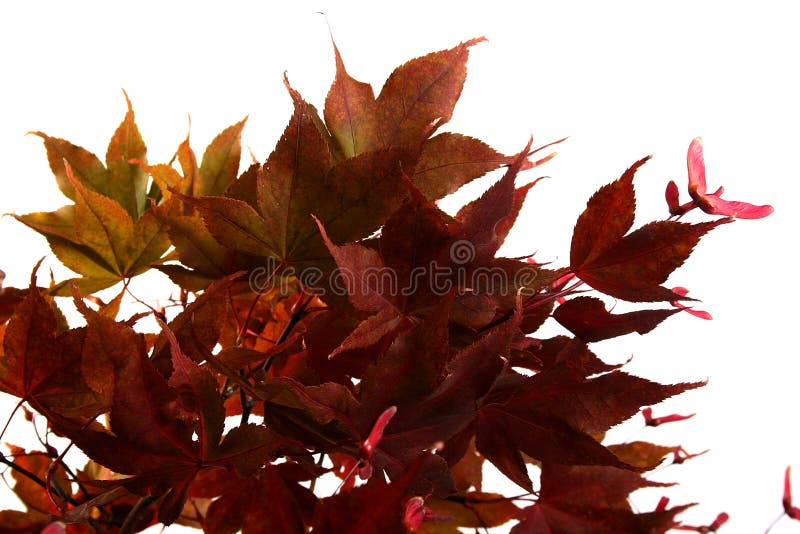 Branch maple stock image. Image of nature, tree, maple - 11610747