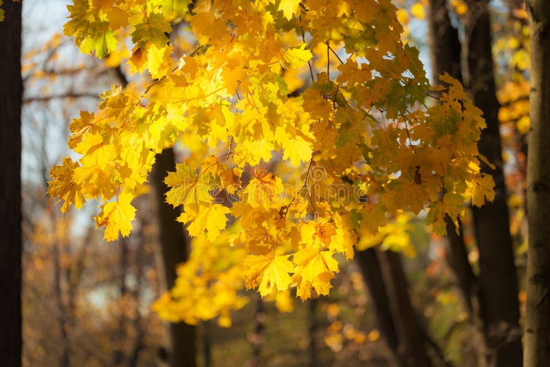 Foliage in the foreground stock photo. Image of blue - 112089740