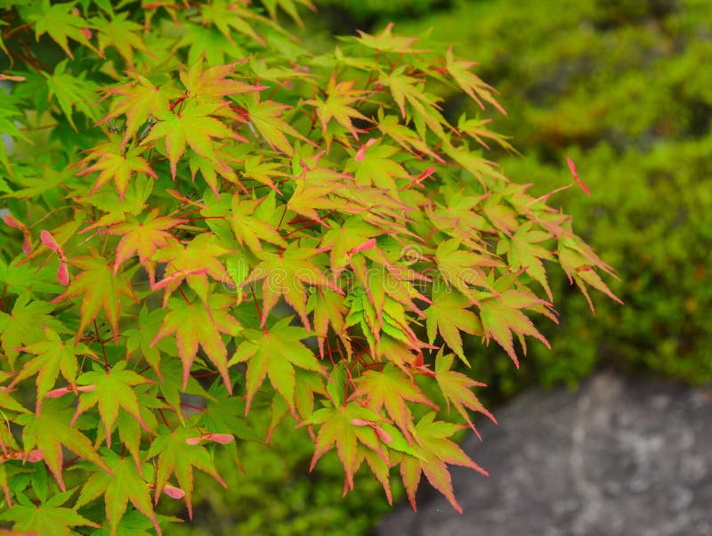 Branch of a Maple with Green Leaves Stock Image - Image of closeup ...