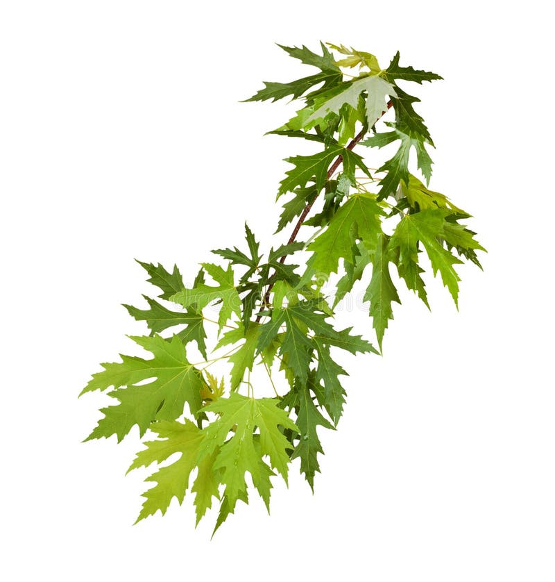 Branch of Maple with Green Leaves Stock Image - Image of design, grow ...