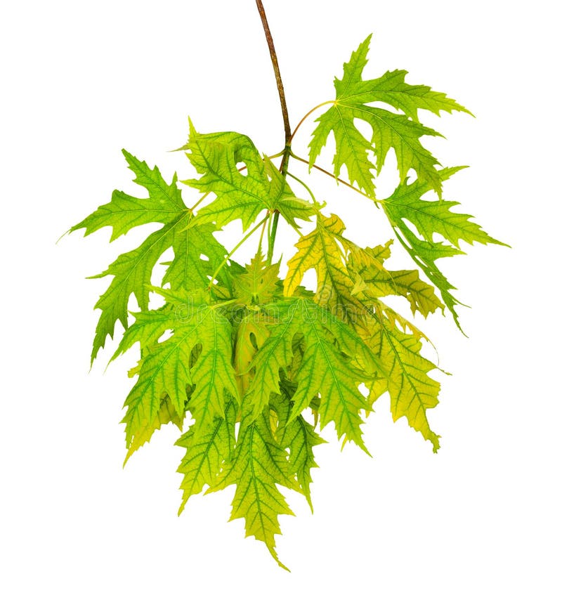 Branch of Maple with Green Leaves Isolated Stock Image - Image of leaf ...