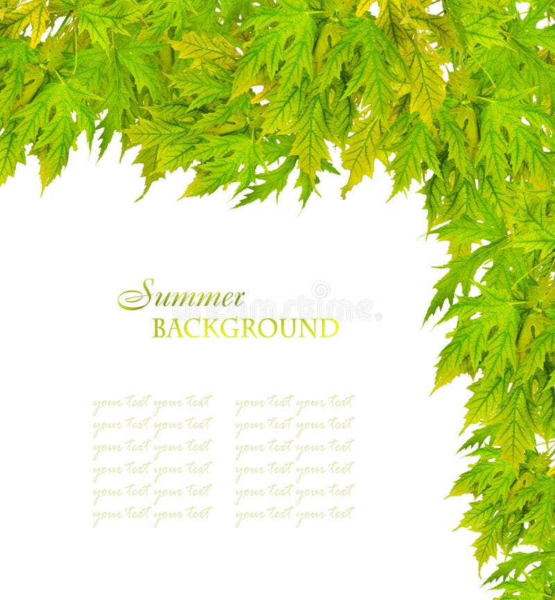 Branch of Maple with Green Leaves Stock Photo - Image of environment ...