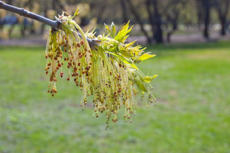 Branch maple with sprout stock photo. Image of inflorescence - 21739086