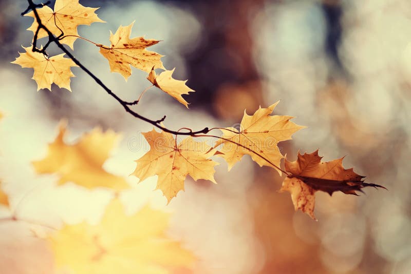 Branch of Maple Tree with Autumn Leaves. Stock Image - Image of maple ... Branch of Maple Tree with Autumn Leaves. Stock Image - Image of maple ...