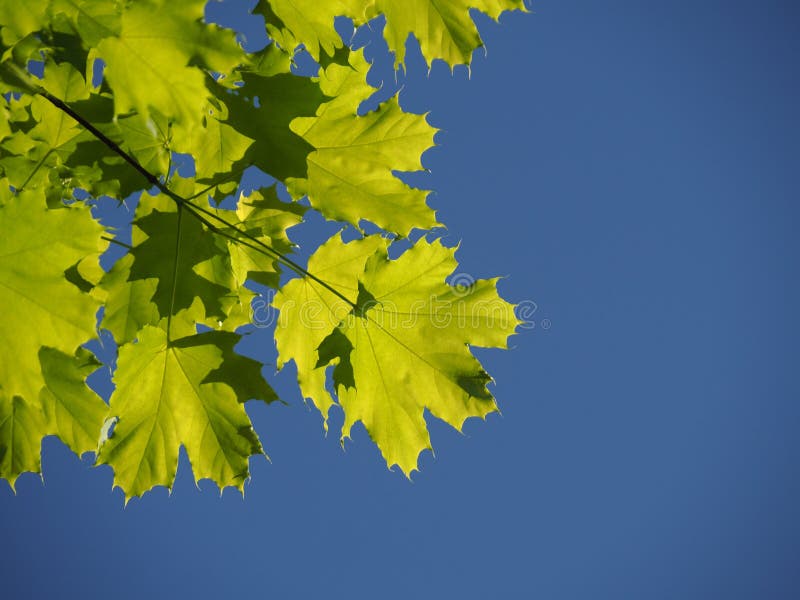 Branch of Maple Tree on Blue Sky Stock Image - Image of blue, spring ...