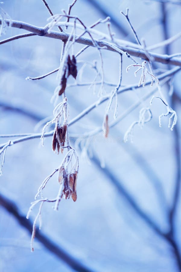 Branch of Maple Tree Covered with Frost Stock Photo - Image of light ...