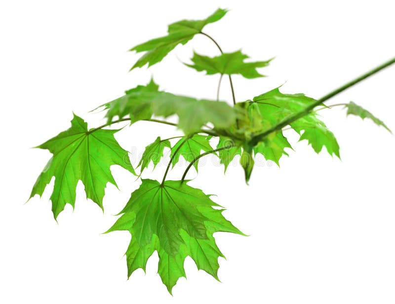 Branch of Maple Tree with Green Spring Maple-leafs Stock Image - Image ...