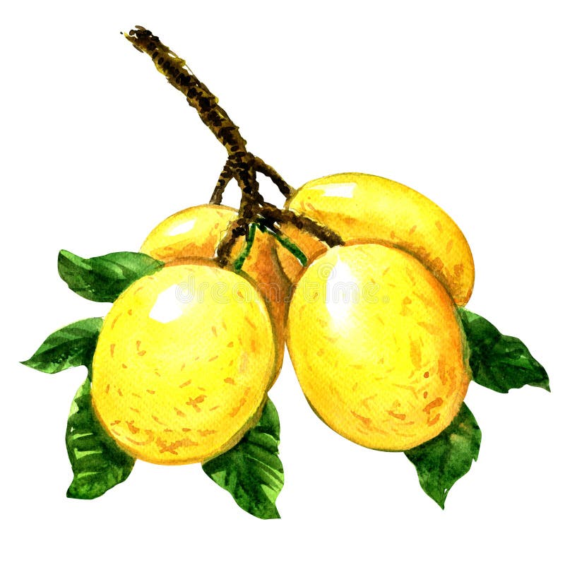 Marula Branch Stock Illustrations – 73 Marula Branch Stock ...