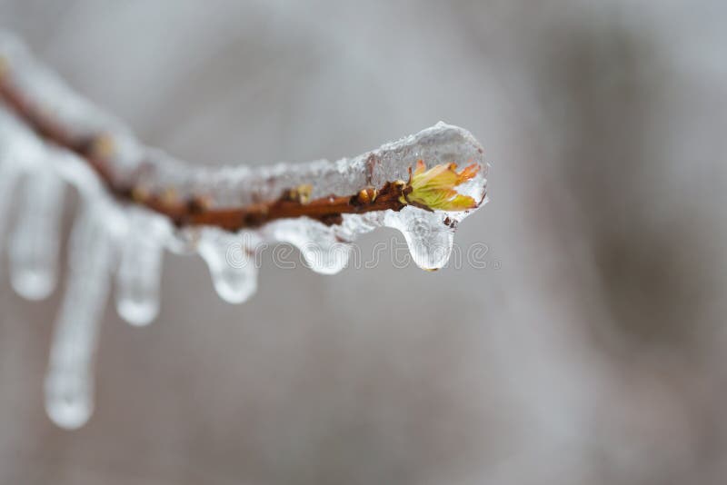 Branch with melting ice stock image. Image of water, leaf - 37431247