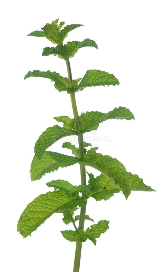 Mint stock image. Image of freshness, herbal, menthol - 122229297