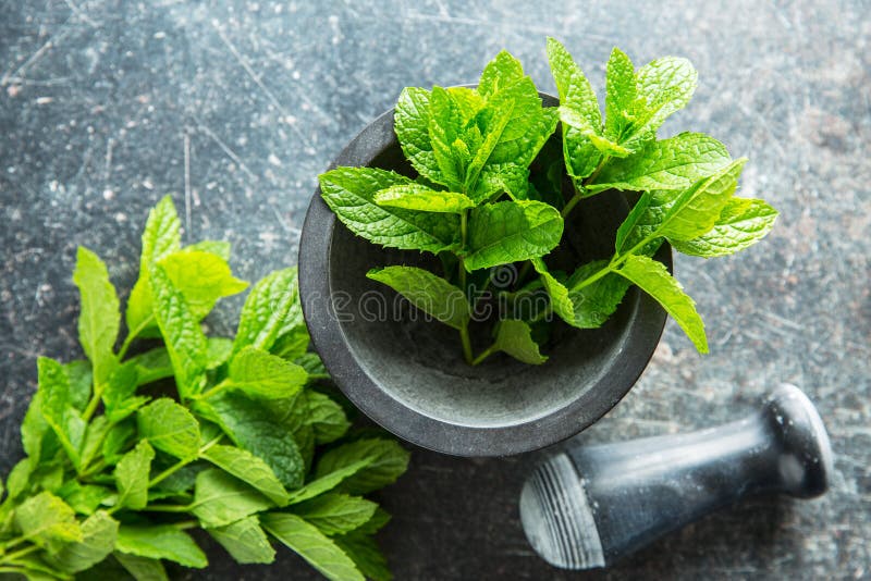 Branch mint leaves. stock photo. Image of herbal, detail - 100601736