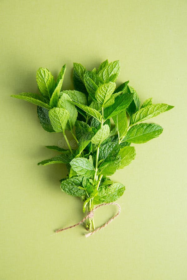 Branch mint leaves. stock image. Image of mint, medicine - 100970163