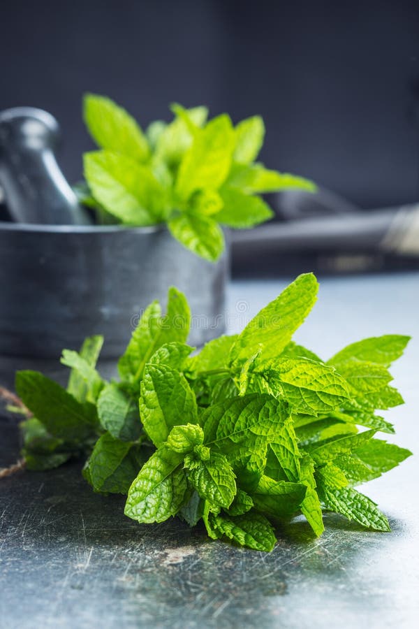 Branch mint leaves. stock image. Image of detail, garden - 100969823