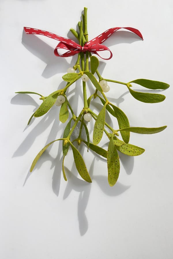 Branch of Mistletoe with Ribbon Stock Image - Image of beautiful ...