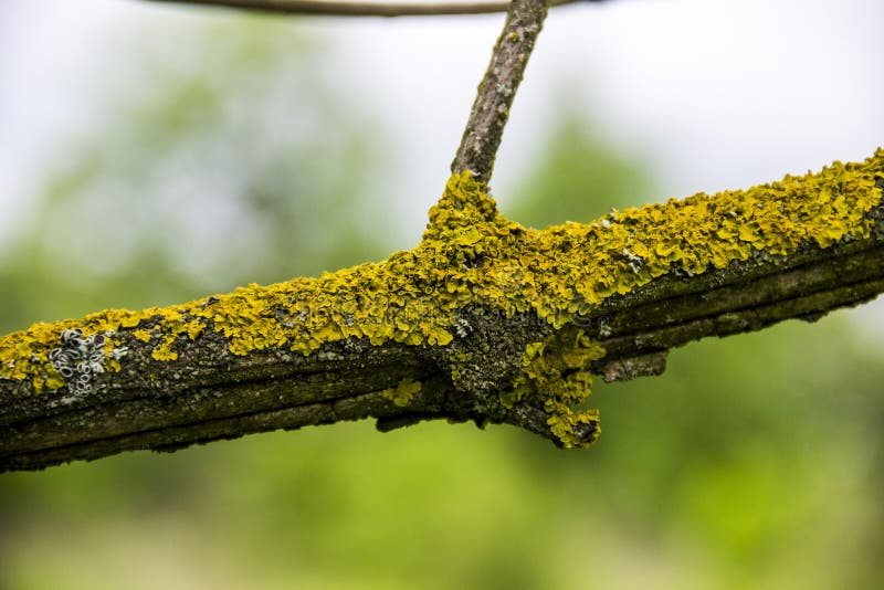 Branch with moss stock photo. Image of natural, tree - 111466594