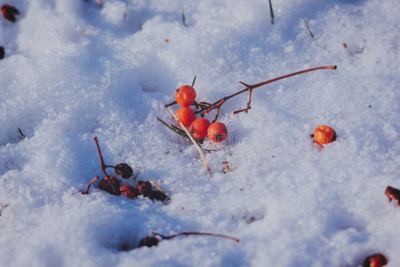 A Branch of Mountain Ash in the Snow Stock Image - Image of park, team ...