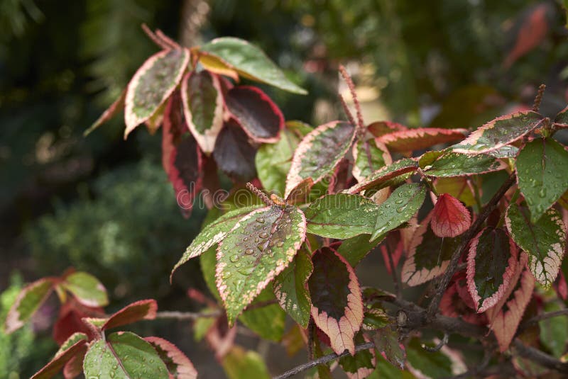 Colorful Foliage of Acalypha Shrub Stock Photo - Image of multicolored ...