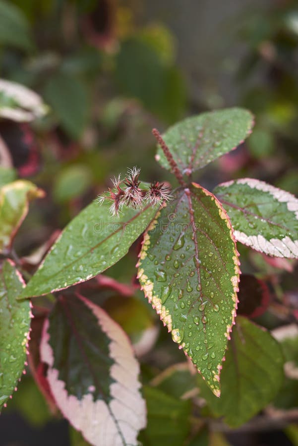 Colorful Foliage of Acalypha Shrub Stock Photo - Image of leaf ...