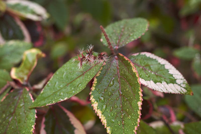 Colorful Foliage of Acalypha Shrub Stock Image - Image of colorful ...