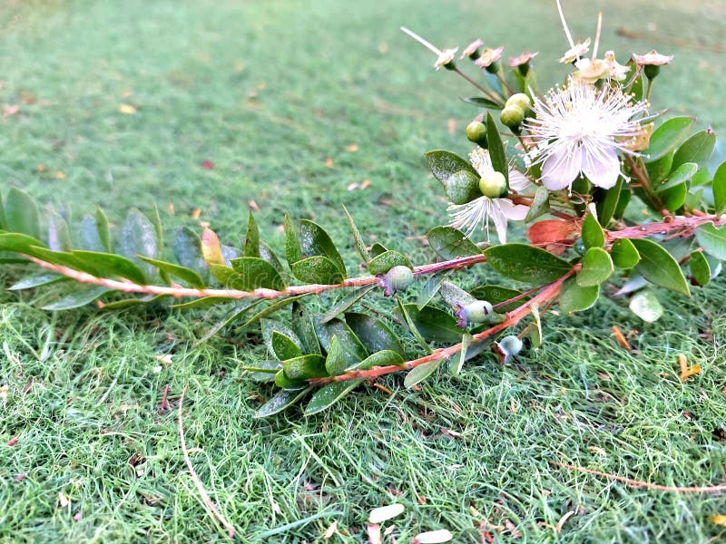 The Branch of the Myrtle Tree Stock Image - Image of flower, tree ...