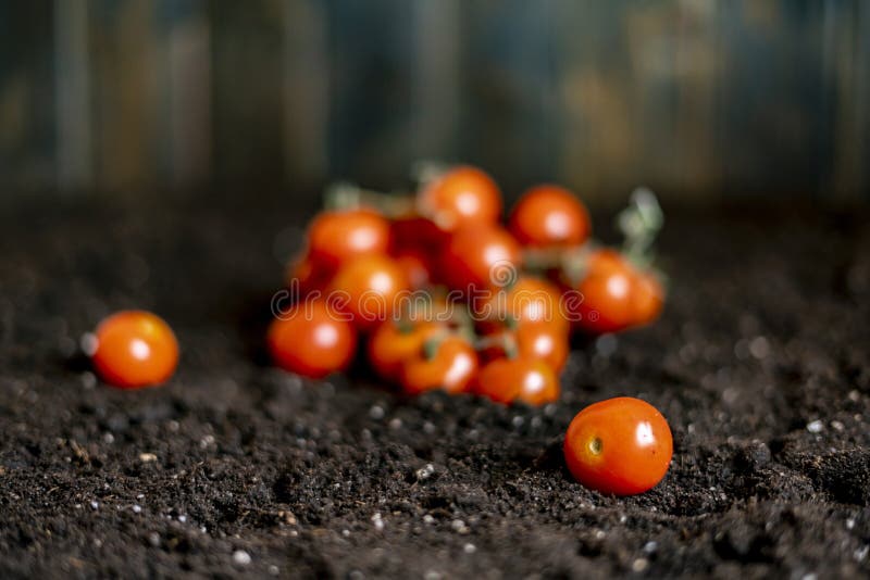 Branch of Natural Red Cherry Tomatoes on the Soil Ground F Stock Image ...