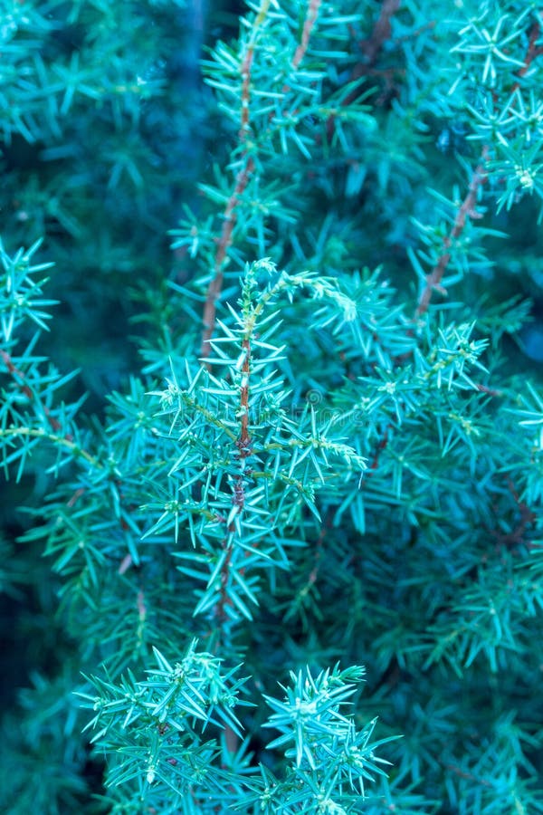 Branch with Needle Leaves of Juniper Juniperus Communis Close-up Stock ...
