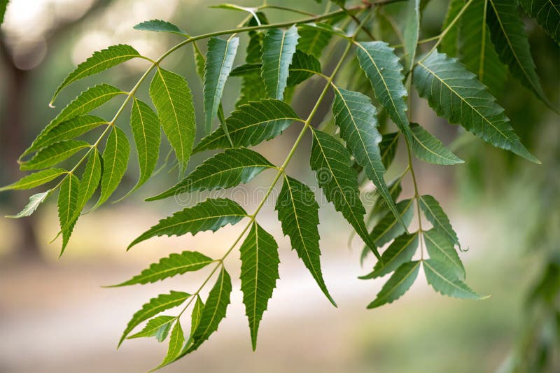 A Branch of Neem Leaves Hanging Vertically Stock Illustration ...