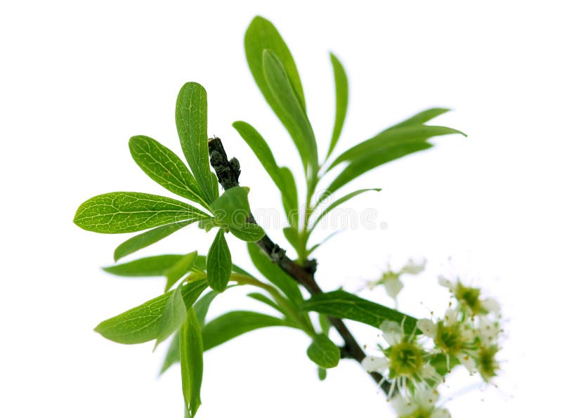 Fresh Leaves Spring Free Stock Photos & Pictures, Fresh Leaves Spring ...