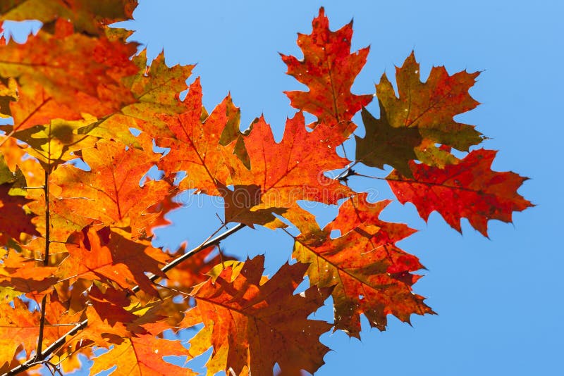Branch of Oak in Autumn Colors. Stock Photo - Image of fruit, autumn ...