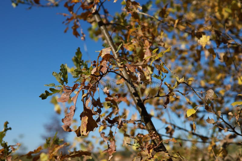 A Branch of an Oak Tree with Dried Leaves Set Against the Blurred ...