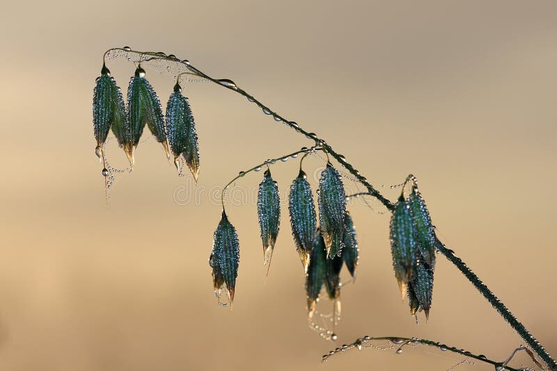 Branch oats at dawn. stock photo. Image of rural, crop - 65521100