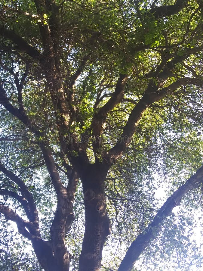 Branch Off Green Spring Oak Stock Image - Image of leaf, branch: 178557147