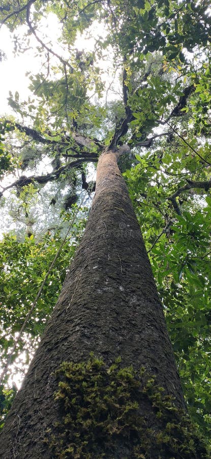 The Branch of an Old Filicium Tree Shaded Me. Stock Photo - Image of ...