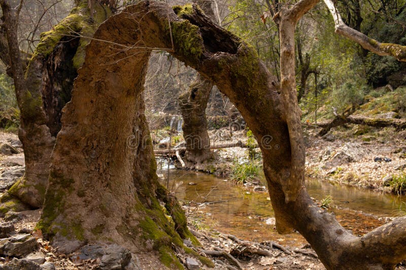 A Branch of an Old Tree Covered with Moss Stock Photo - Image of autumn ...