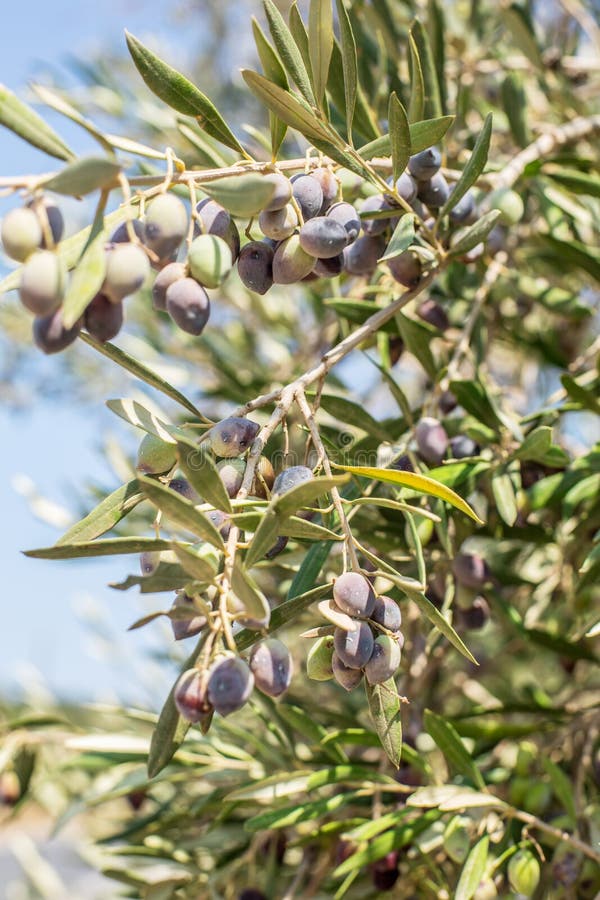 Branch of Olive Tree with Berries on it. Stock Photo - Image of ...
