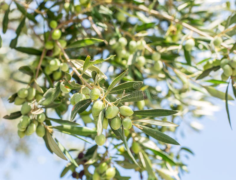 Olive Branch With Olive Berries Isolated On White Background. Stock ...