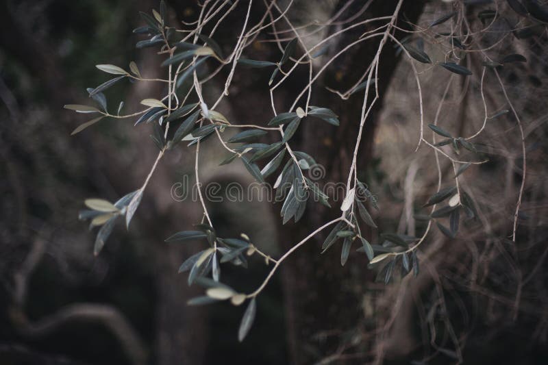 Branch of Olive Tree with Leaves. Olive Tree Leaves, Oil Extraction ...