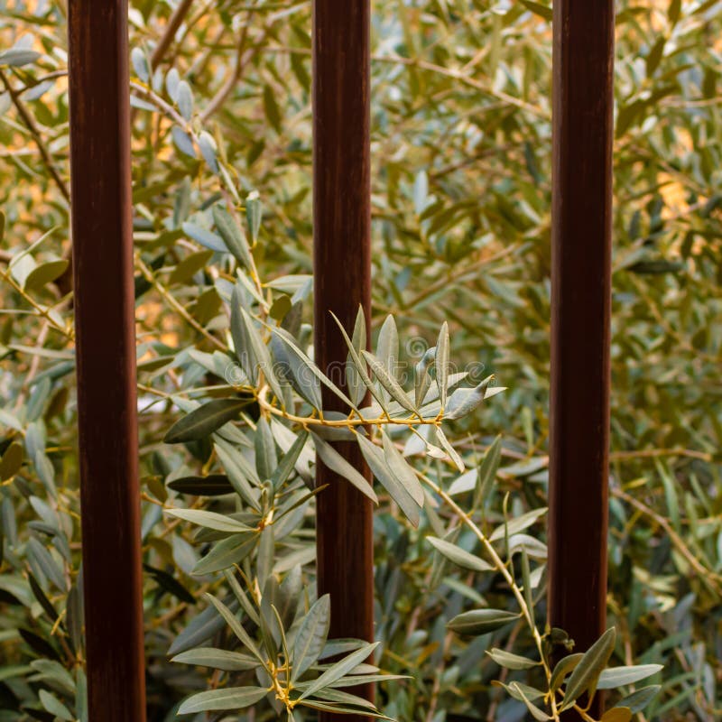 Branch of the Olive Tree View Seen Behind the Fence - Image Stock Photo ...