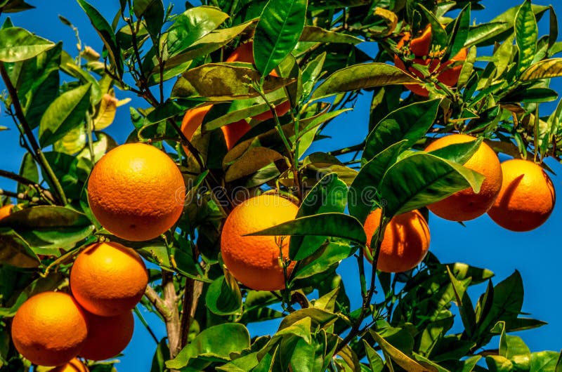 Branch of Orange Tree with Fruits in the Garden Stock Photo - Image of ...