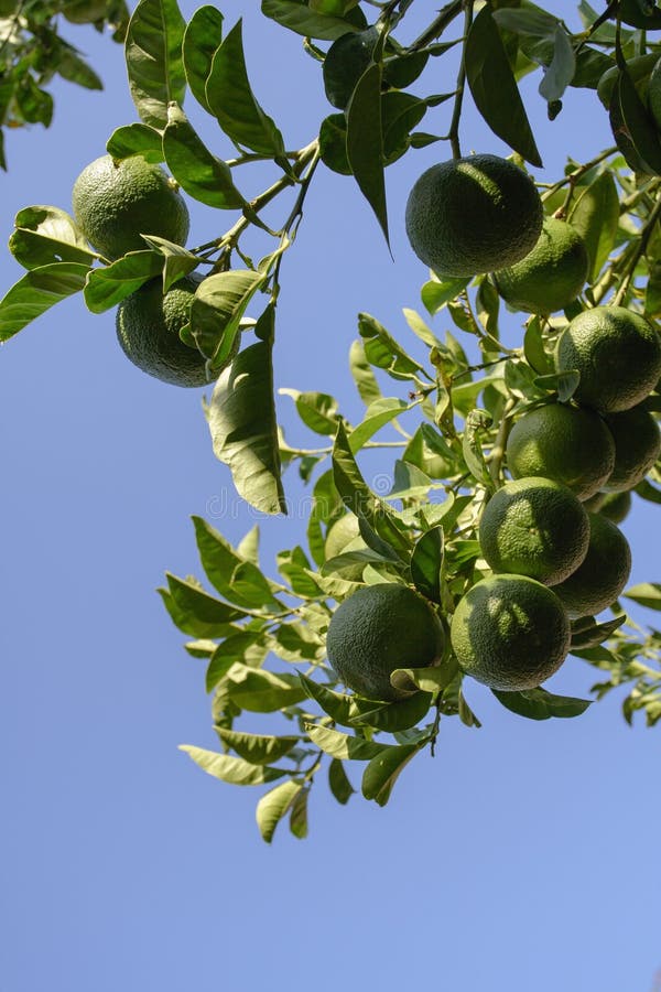 Branch orange tree stock photo. Image of color, orange - 55740976