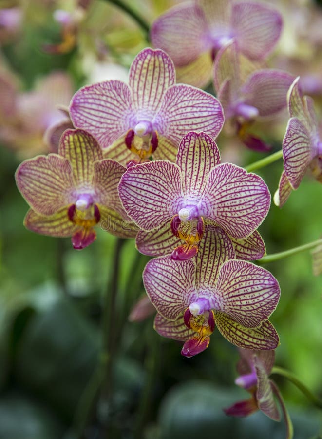 Branch of orchid flower stock image. Image of orchid - 96658703