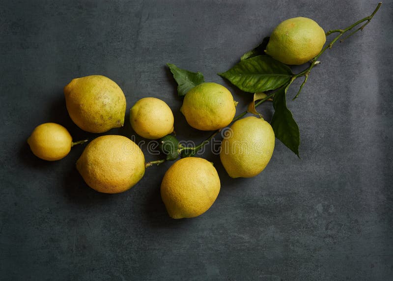 Branch of Organic Lemons of Different Shapes Stock Photo - Image of ...