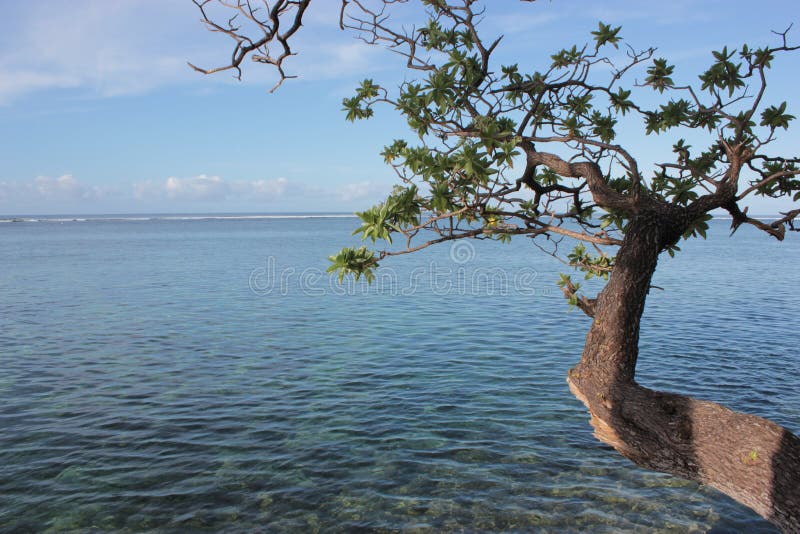 Branch over lagoon stock image. Image of island, beach - 53930449