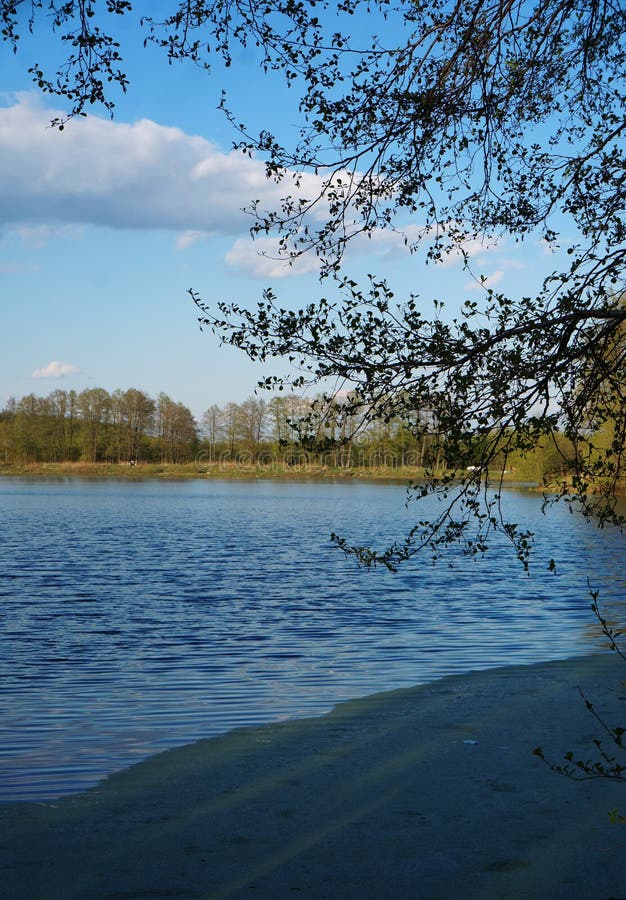 Branch Over Lake with Duckweed Stock Photo - Image of water, forest ...