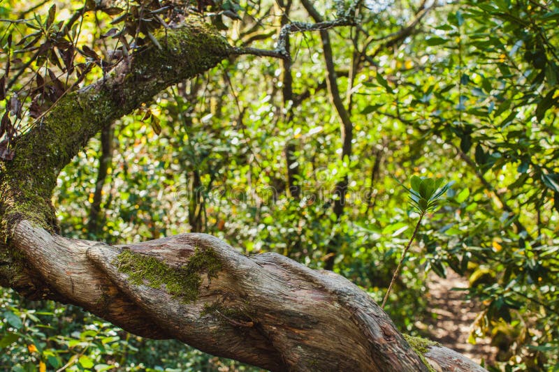 A Branch Over an Old Path through Broad-leaved Phyllite Trees Stock ...