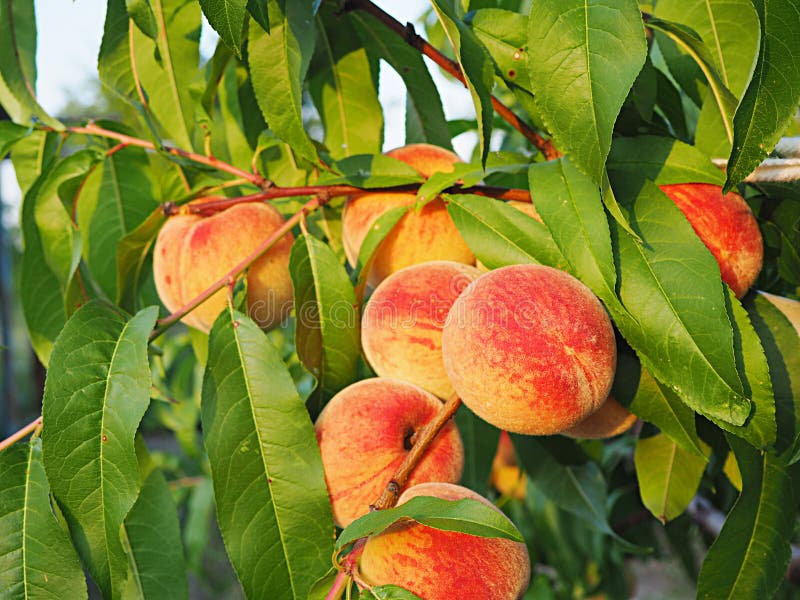 Branch of Peach Tree Close Up Stock Photo - Image of freshness, farming ...