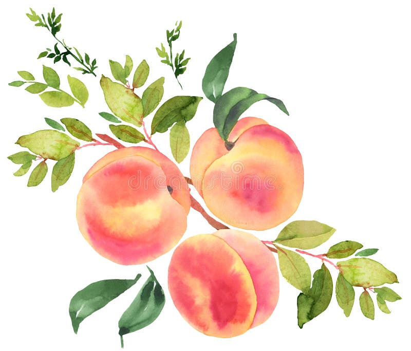 Branch with Peaches. Watercolor Illustration Stock Illustration ...