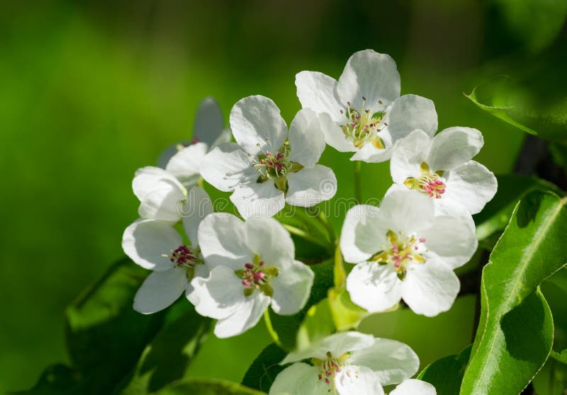 Branch of Pear Blossom. White Flowers on a Tree Stock Photo - Image of ...